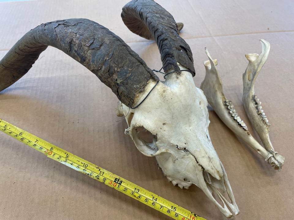 Massive Horned Goat Skull W/ Lower Jawbone, Teeth NICE!!!! | eBay