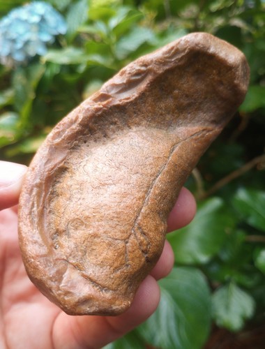 Large Extinct Baleen Whale Inner Ear Bone Fossils -Not Modern- Solid 8 ...