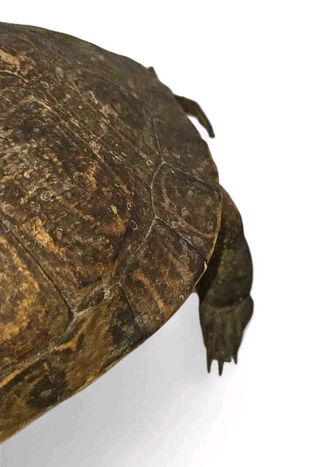 Vintage 14" Large Box Turtle Taxidermy Cabinet Of Curiosity Nature Wildlife | eBay