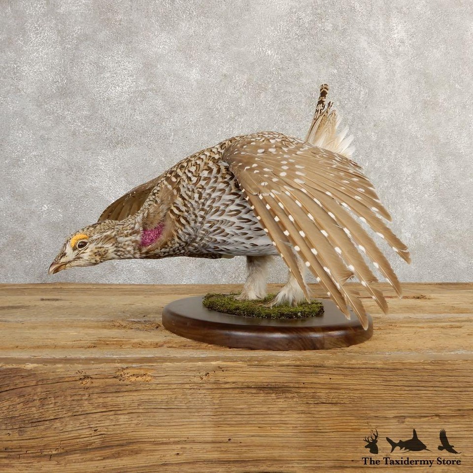 #20771 P | Sharp-tailed Grouse Taxidermy Bird Mount For Sale | eBay