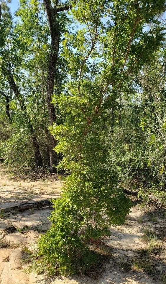 Sparkleberry | 25+ Seeds | Farkleberry / Huckleberry | Vaccinium ...