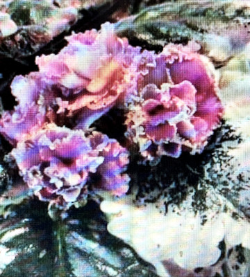 African Violet Starter Plant Wranglers Gaudy Lady | eBay