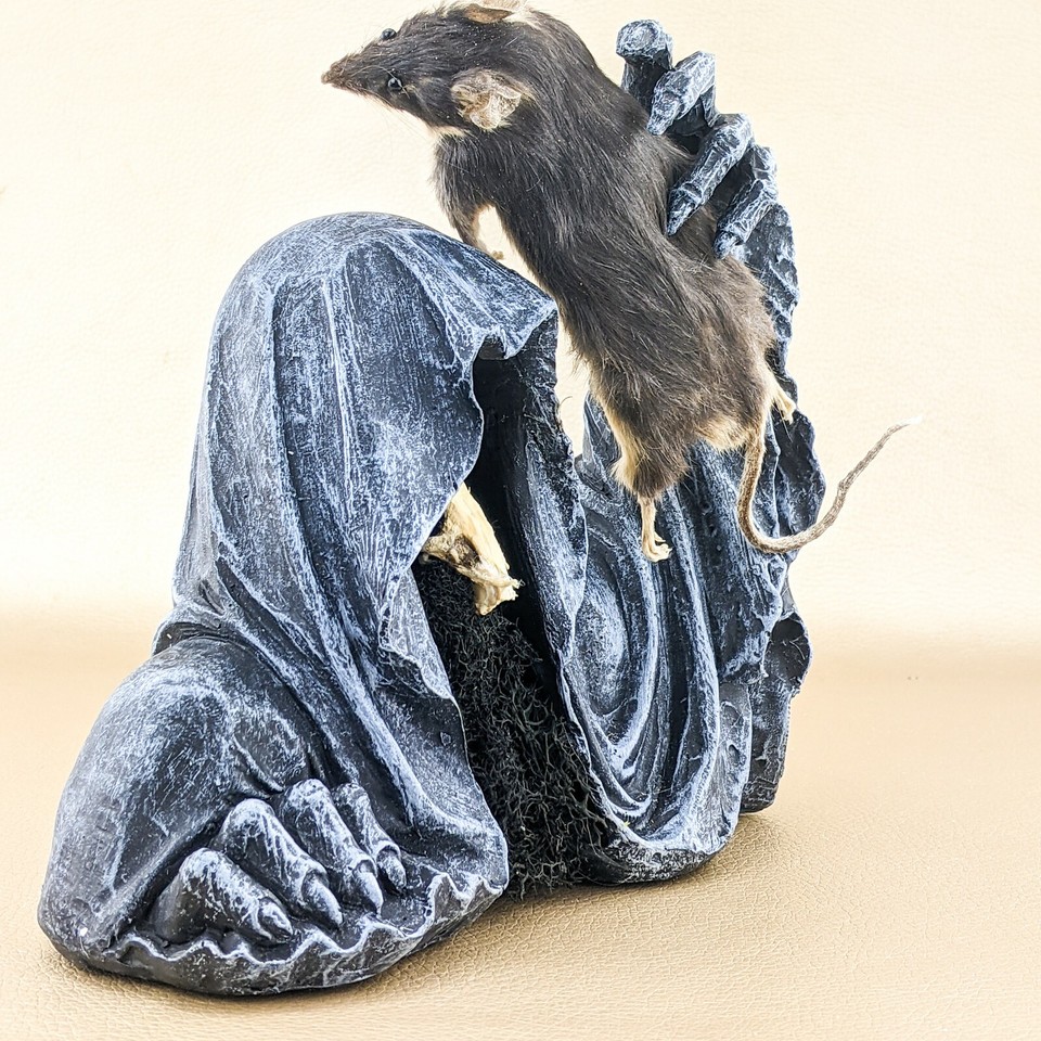 Real Rat skull & rat Grim Reaper display Taxidermy Oddities Curiosities ...
