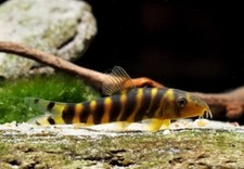 Sinibotia robusta Botia like loaches from China