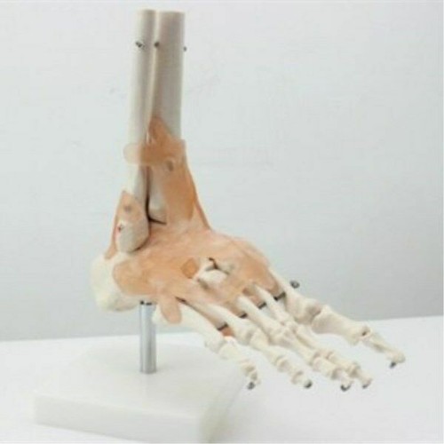 Human Life-Size Foot Joint Skeleton Model with Ligaments Anatomy Model ...
