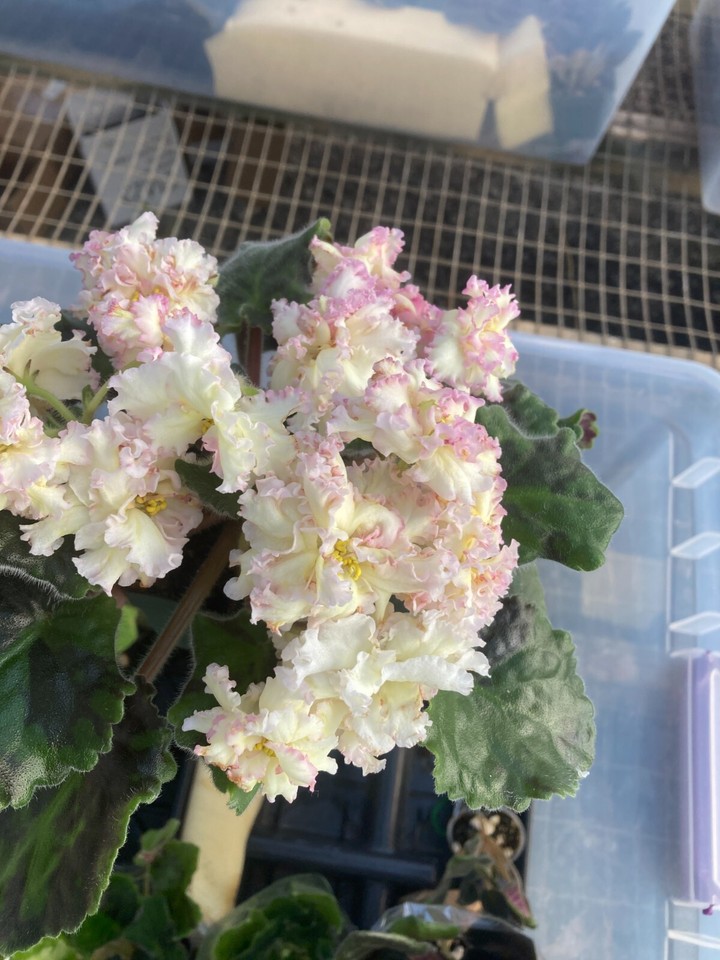 african violet LE-Zlato Skifov, 2 leaves | eBay