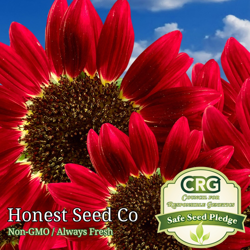 30+ Red Sun Sunflower Seeds for Planting | Heirloom | Non-GMO | Garden ...