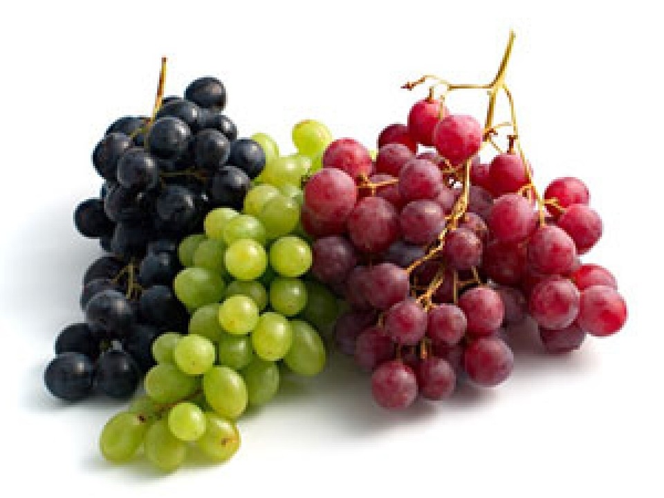 3 x Grape Vine Plants Mix - Grapes Like Bianca, Red Suffolk and Boskoop ...