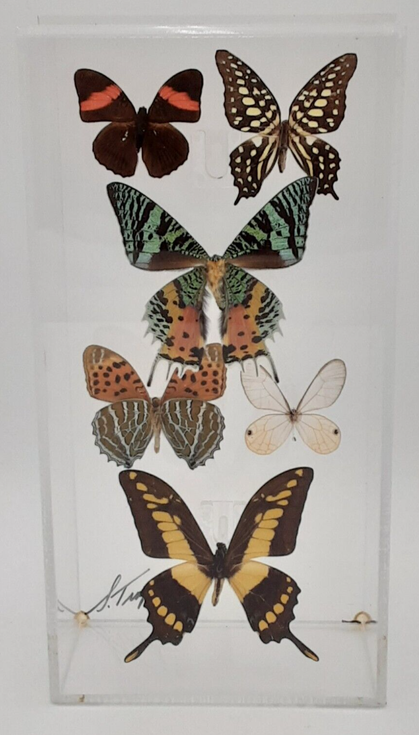 6 BUTTERFLIES MOUNTED IN SEALED DISPLAY CASE signed by Sam Trophia | eBay