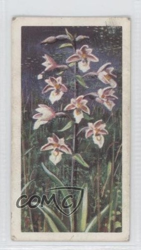 1959 Brooke Bond Wild Flowers Series 2 Marsh Helleborine #15 jg3 | eBay