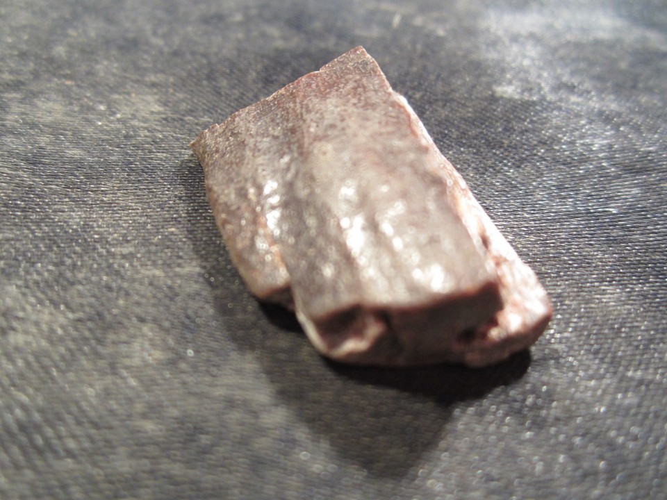 Dinosaur Bone Carcharodontosaurus Tooth African T-Rex Morocco, North ...