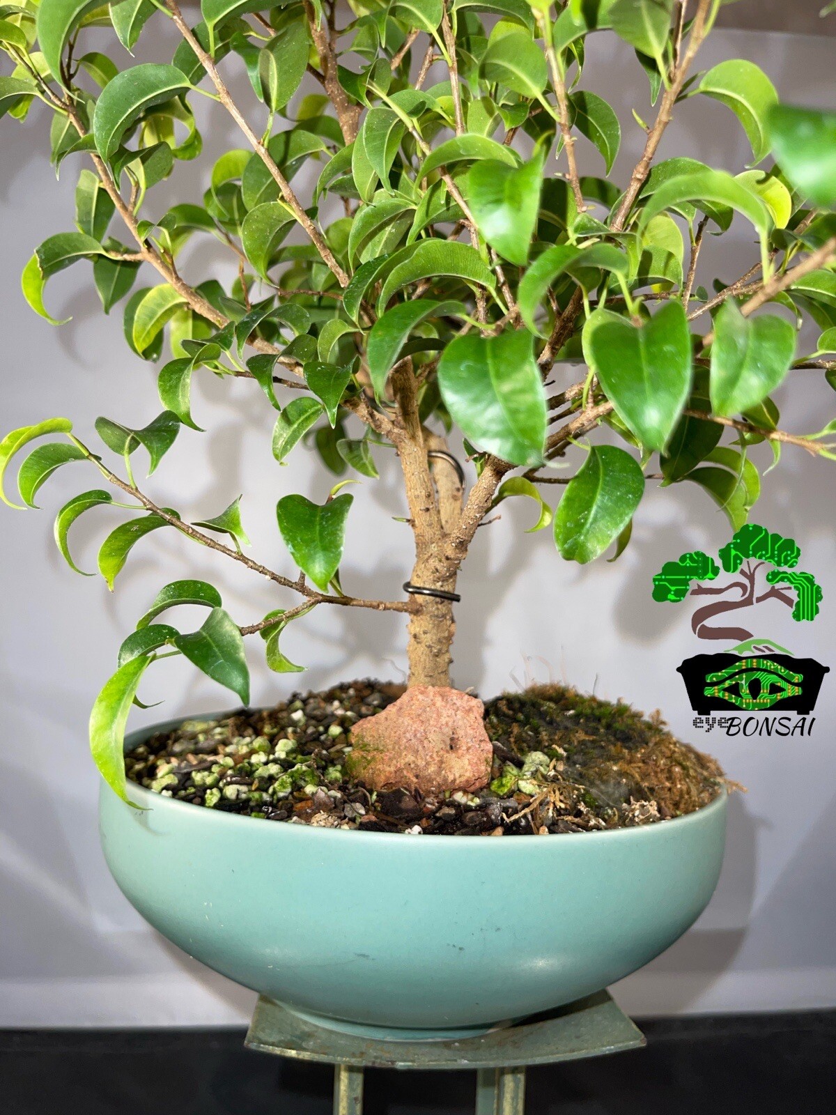 Ficus Benjamina Weeping Fig Bonsai live Tree | eBay