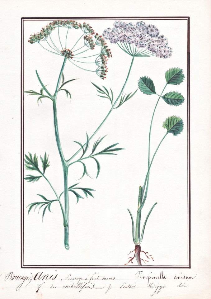 Anise Aniseed Medicinal Plant Botany Watercolour Watercolor Drawing ...
