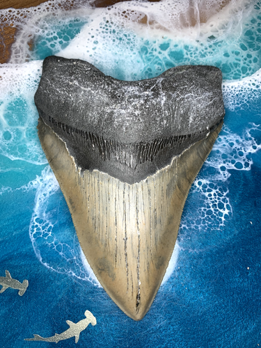 Megalodon Shark Tooth 5.618 inches!! Diver direct!! Fast Shipping!! | eBay