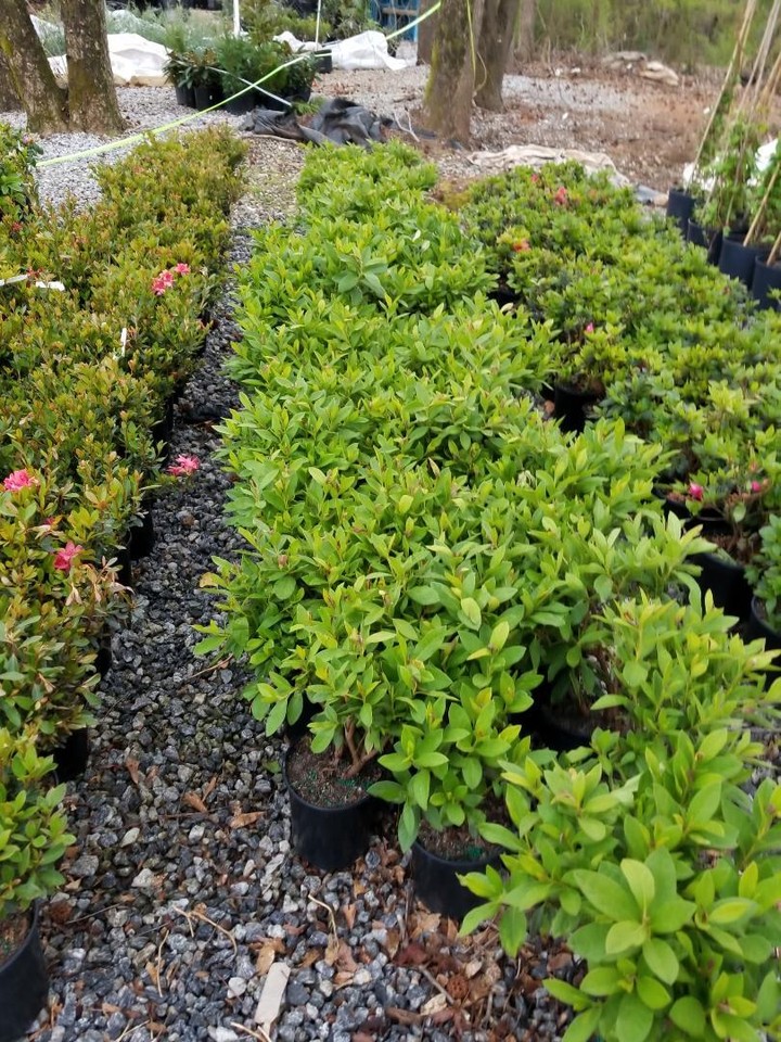 Red Ruffle Azalea - Live Plant - Full Gallon Pot | eBay