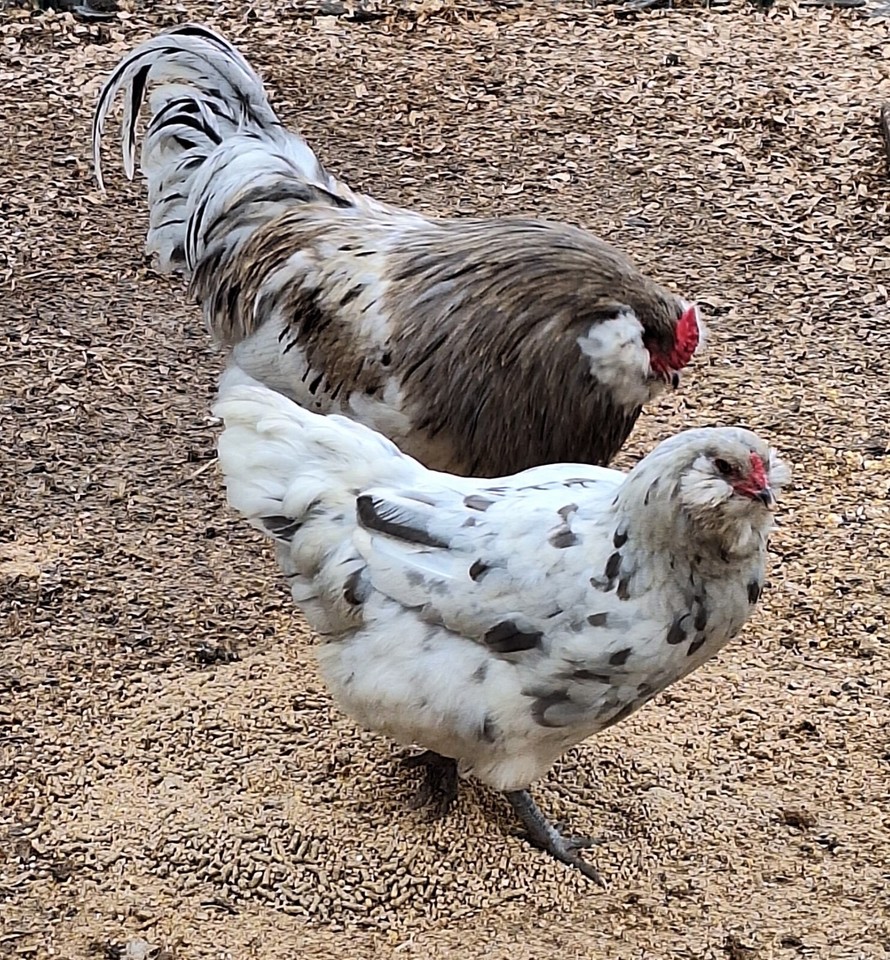 6 ++ Fresh Hatching Splash Ameraucanas - Rare Hard to get - Gathered Daily | eBay