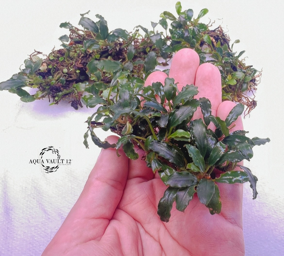 Bucephalandra Broad Wavy Clump (3x3in.Clump) - Live Aquarium Plants ...