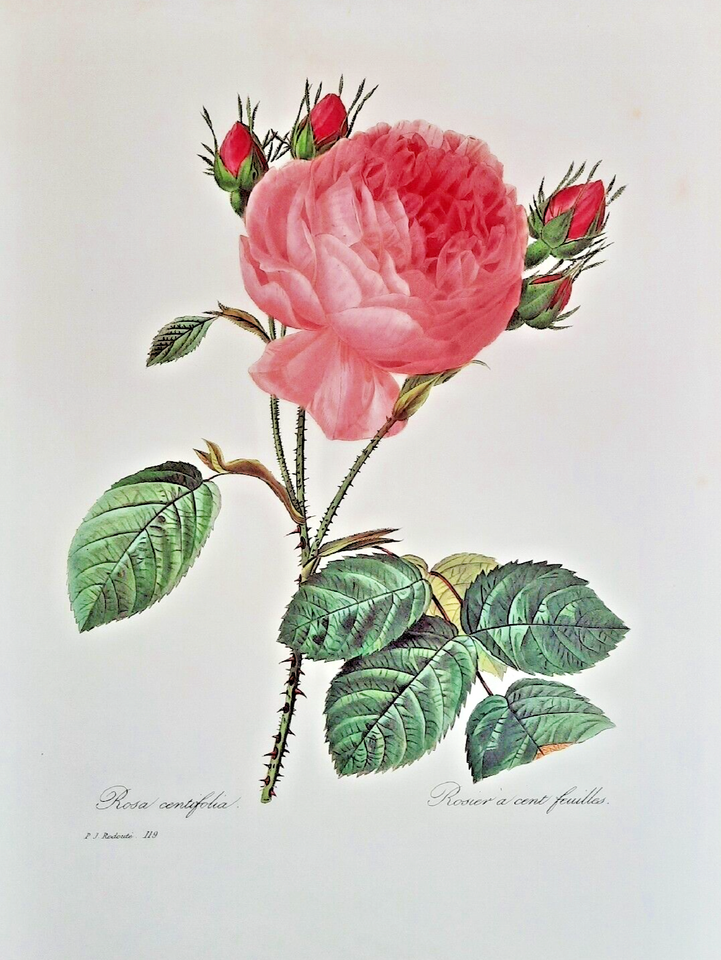 Pierre Joseph Redoute Botanical Flowers ROSA CENTIFOLIA Art Print Book ...