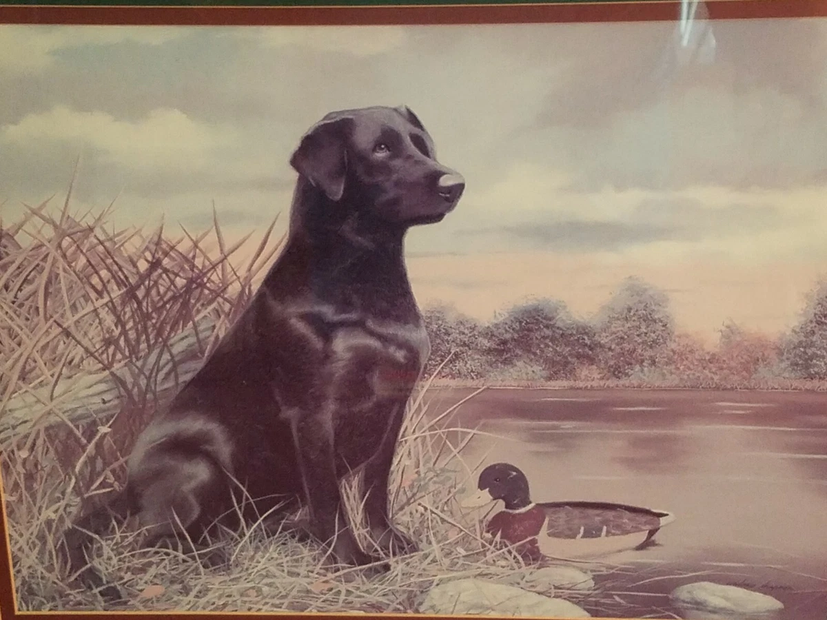 Ducks Unlimited Black Lab