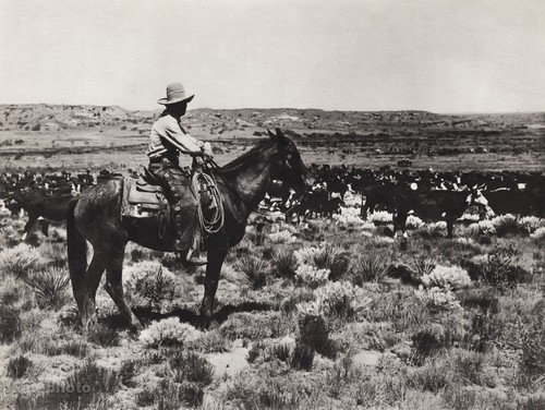 1908/52 Vintage WESTERN COWBOY COW Horse Roundup 11x14 Photo Art ERWIN ...