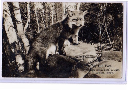 Real Photo Postcard RPPC - Animal Sly Old Fox Fred L Libby Photo ...