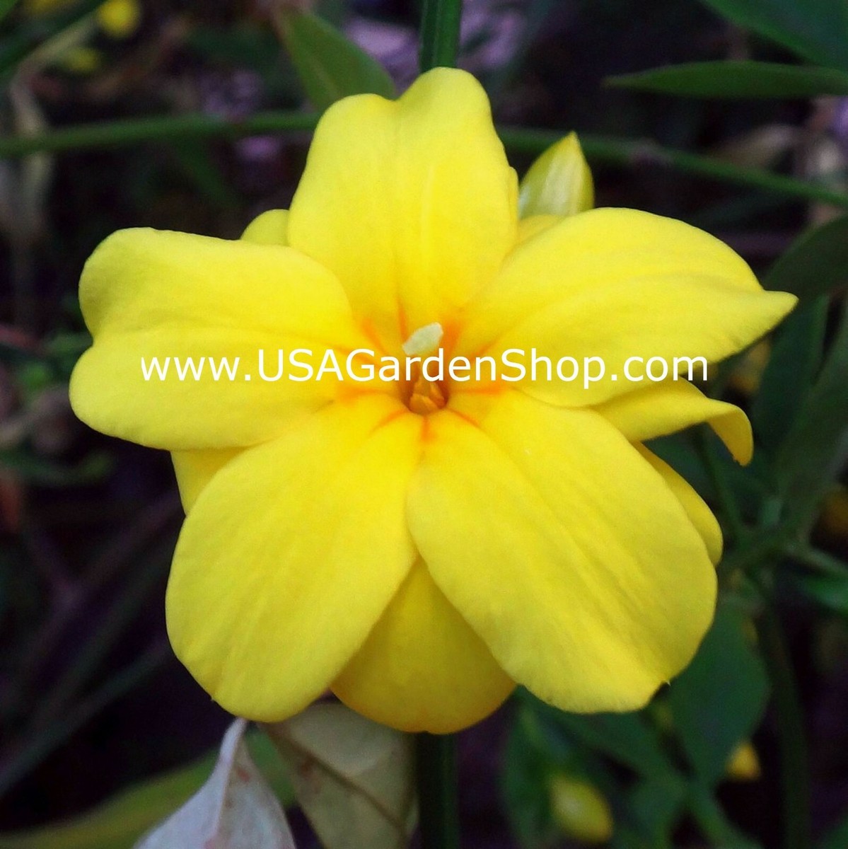 Yellow Jasmine Flower Jasmine Flower Meaning, Symbolism And