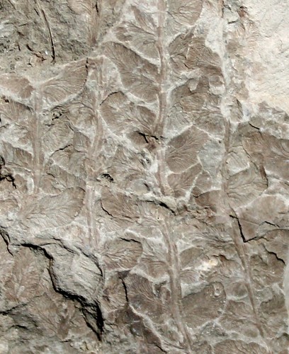 Todites williamsonii - Rare pefectly preserved Jurassic, Bathonian fern ...