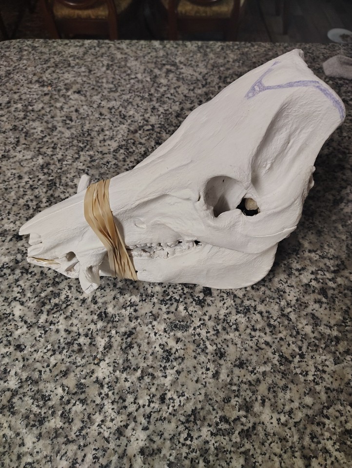 Real Wild Pig Boar Skull REAL- Believed to be an African Wild Pig | eBay