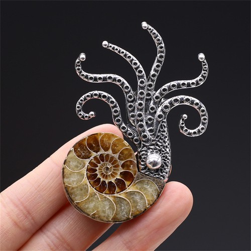 Ammonite Mollusc Squid Octopus Fossil Shell Brooch/Pendant animal ocean ...