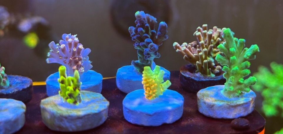 Live Corals/ ACROPORA (12 pack) Extraordinary Colorful Frags, OG Must ...