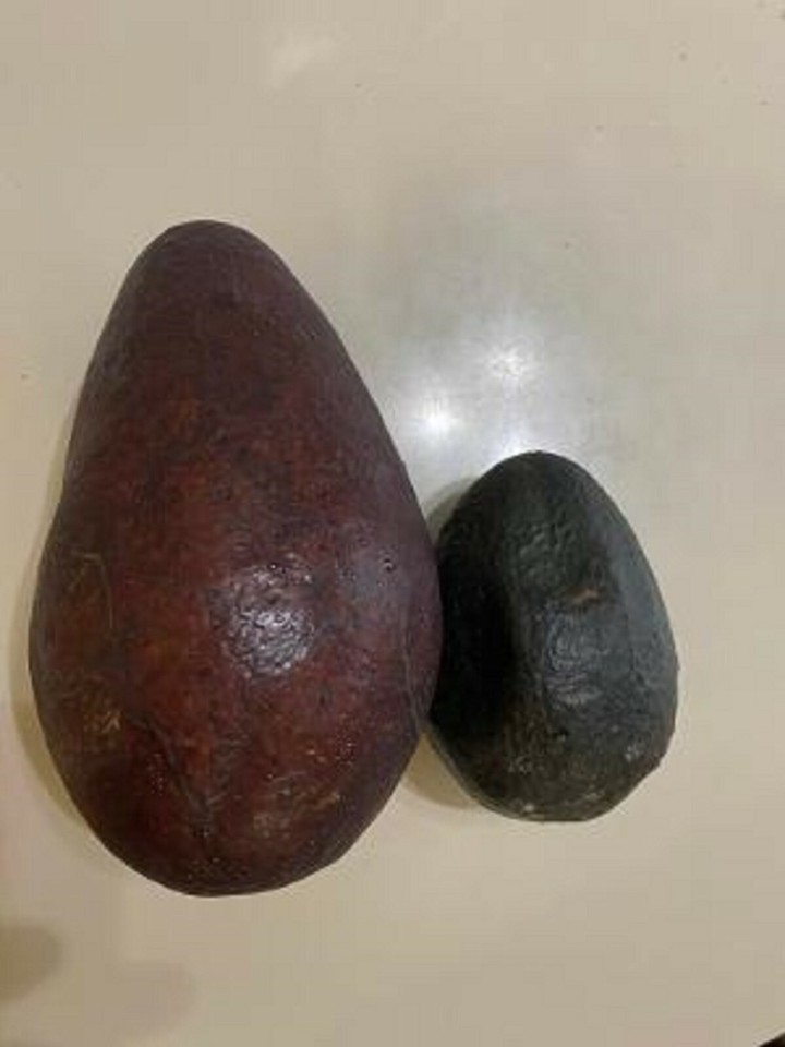 Rare red avocado-2 seeds-huge fruit-collector's variety,Thomson Red ...