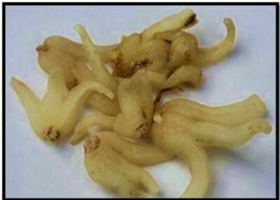 Salam Panja Salab Panja Misri Mishri Marsh Orchis Dactylorhiza ...