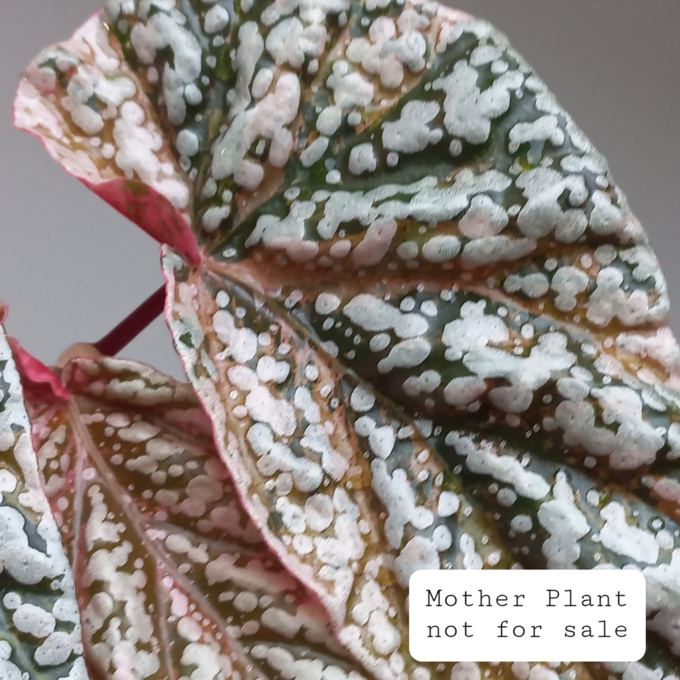 RARE - Begonia Snowcap PINK HIGHLY Variegated, 1-Leaf Cutting, Rooting ...