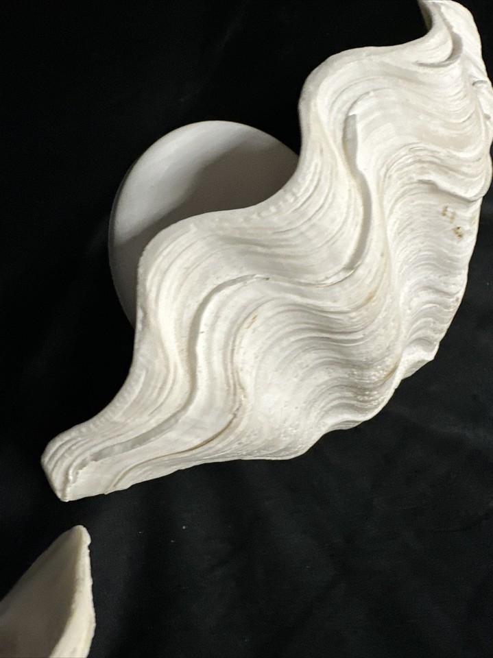 Giant Clam Shell Wall Sconces Original Tridacna Gigas | eBay