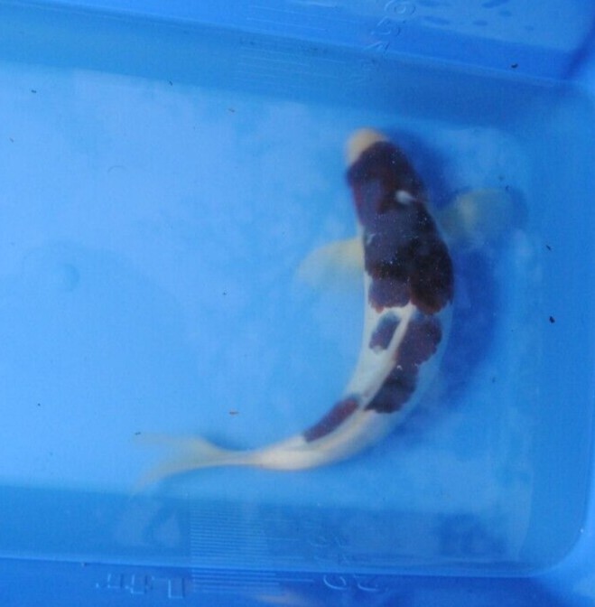 12' Inch HQ Imported Japanese Goromo from Ogata Breeders koi live fish ...