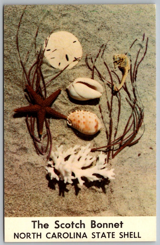 Vintage Postcard - The Scotch Bonnet - North Carolina State Shell - NC ...