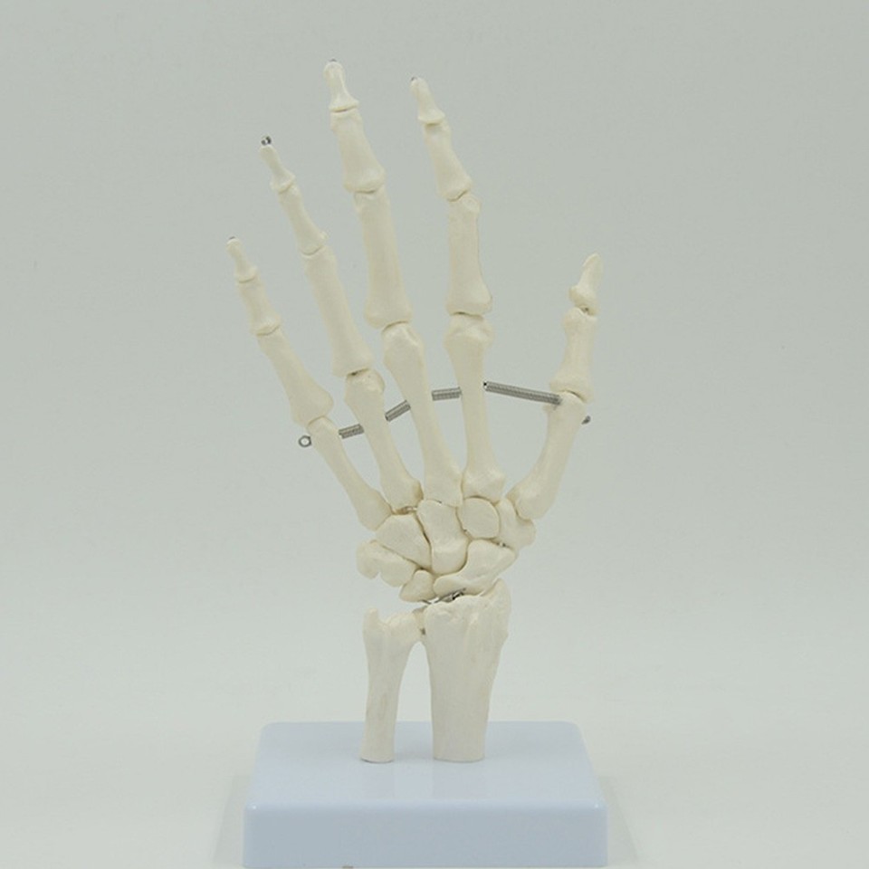 Hand Skeleton Model Articulating Human Hand Joint Educational Model ...