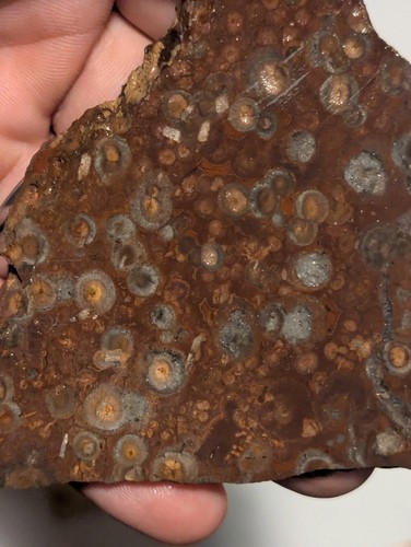 Large Red Rhyolite Birds Eye Jasper Slab | eBay