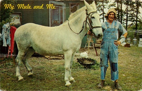 My Mule and Me Hillbillly Southern Hick The Sticks Redneck Comic ...
