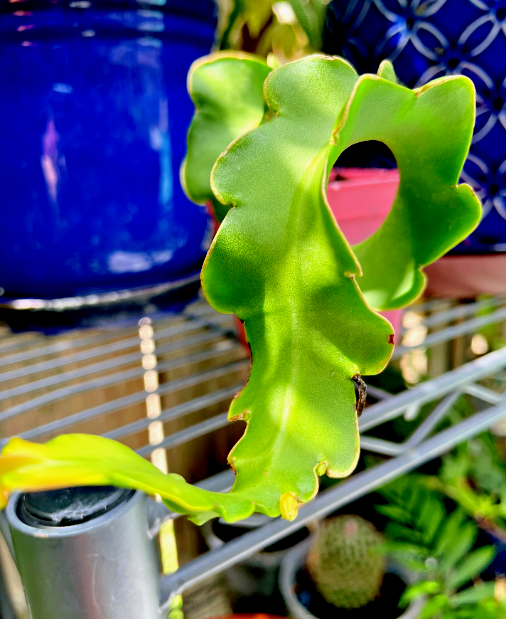 Epiphyllum Guatemalense Monstrose CURLY LOCKS Orchid Cactus in4" Pot | eBay