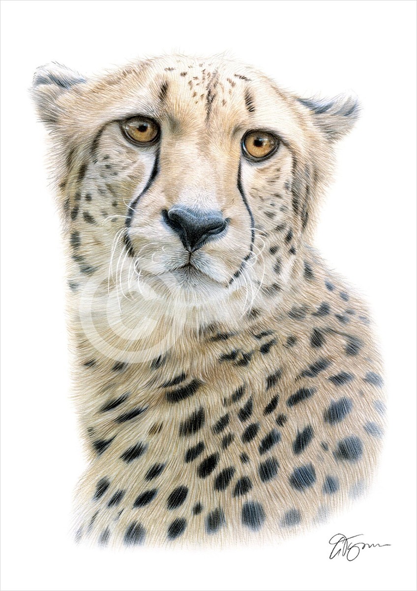 Realistic Cheetah Drawings Cheetah Kid " Watercolor Drawing By Stephan