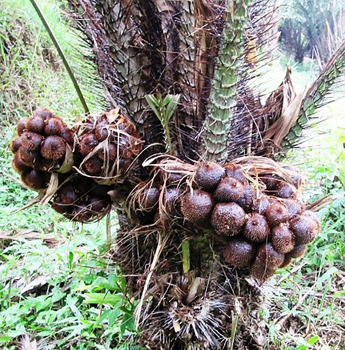 Salak Tree