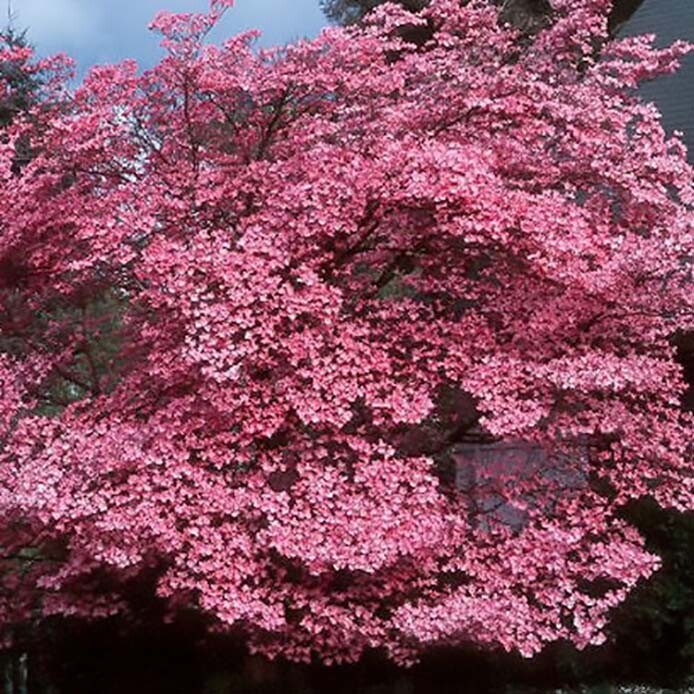 Red Flowering Dogwood, Cornus florida rubra, Tree Seeds (Showy Flowers ...