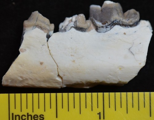Rare Dog Jaw Section, Daphoenus felinus, Fossil, Oligocene, South ...