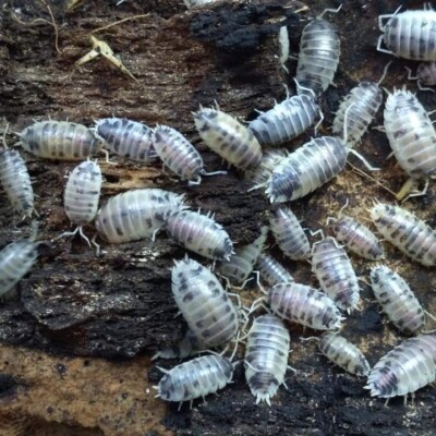 50+ Dairy Cow isopods live feeder insects | eBay