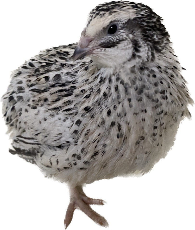 36 -Jumbo Pearl Fee -Coturnix Quail Hatching Eggs-Rare-Ships UPS 2nd ...