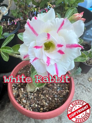 15x Desert Rose White- Pink Seeds . Rare . | eBay