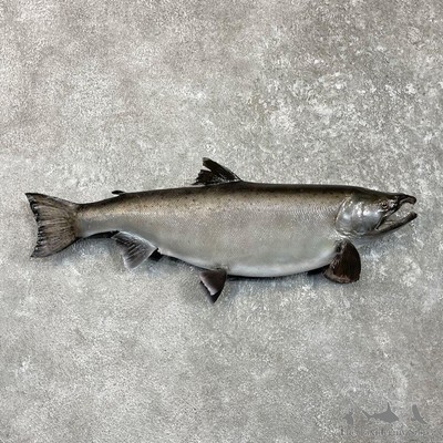 #27515 E | 30" Coho Salmon Taxidermy Fish Mount For Sale | eBay