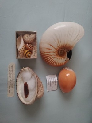 Rare Seashell Lot | eBay