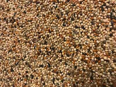 Foreign Finch Seed | eBay UK